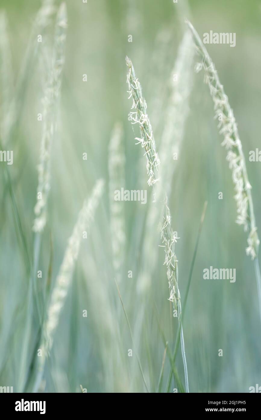 Rye grass hi-res stock photography and images - Alamy