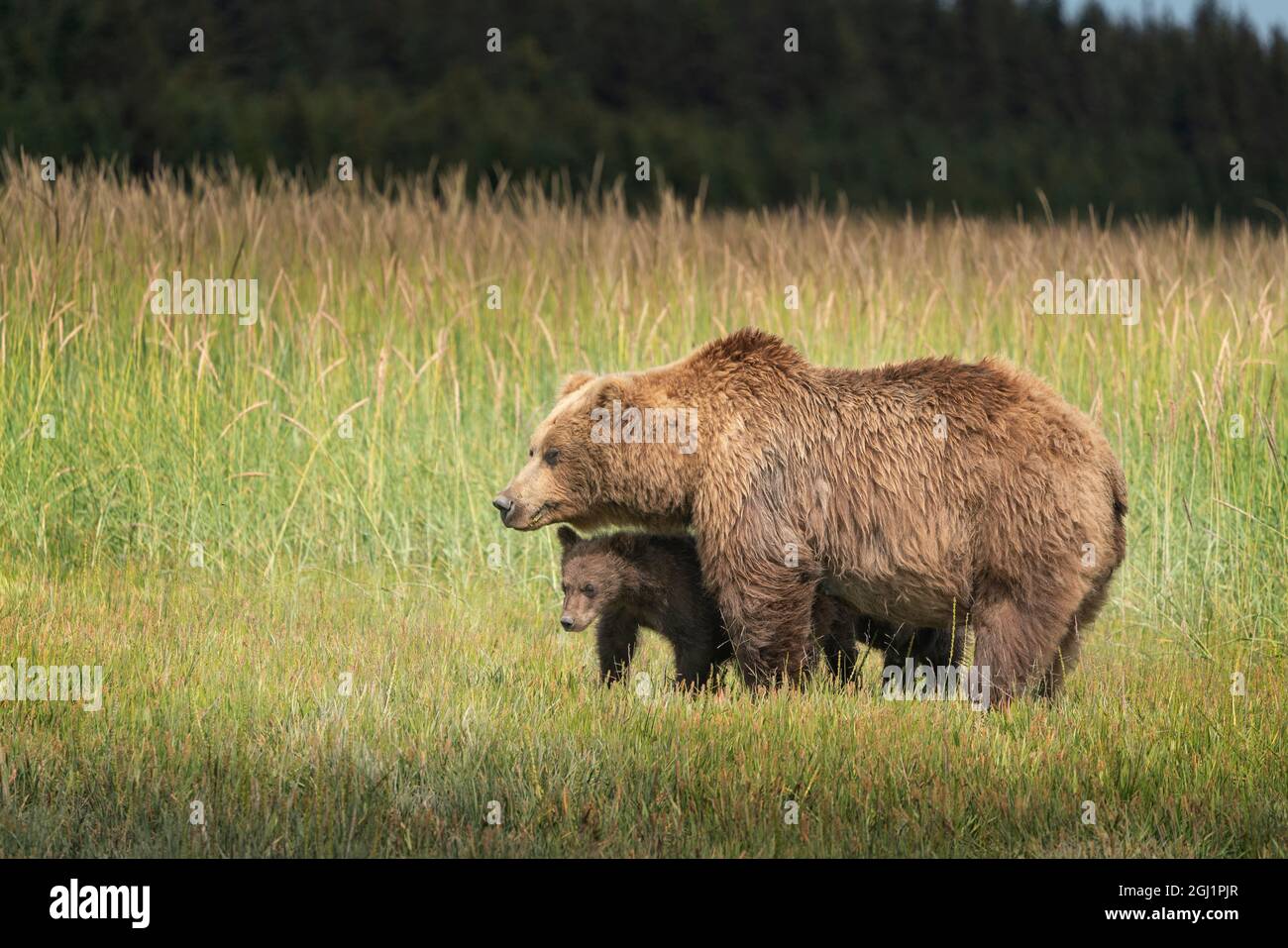 USA, Alaska, Lake Clark National Park. Grizzly bear sow with cubs Stock ...