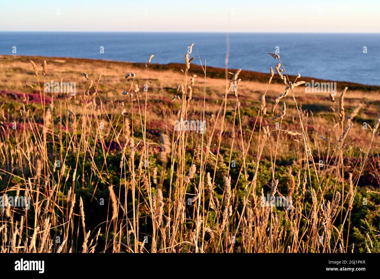 Field with atlantic ocean in the background Stock Photo - Alamy
