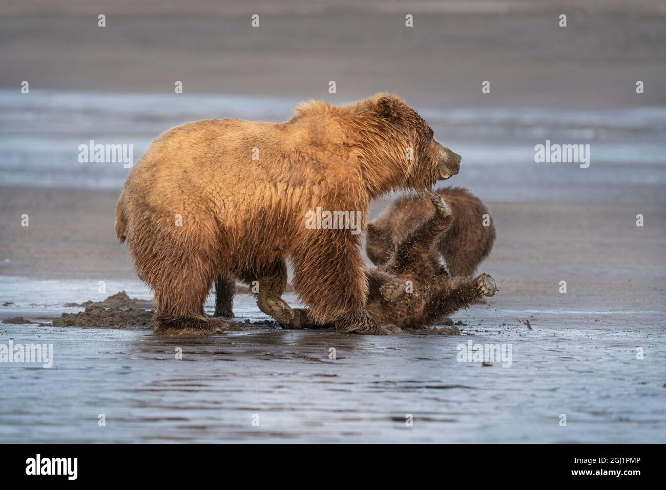 USA, Alaska, Lake Clark National Park. Grizzly bear sow giving cub some ...