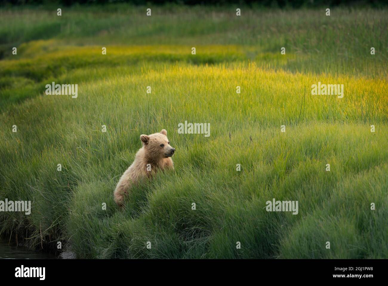 USA, Alaska, Lake Clark National Park. Grizzly bear yearling cub in ...