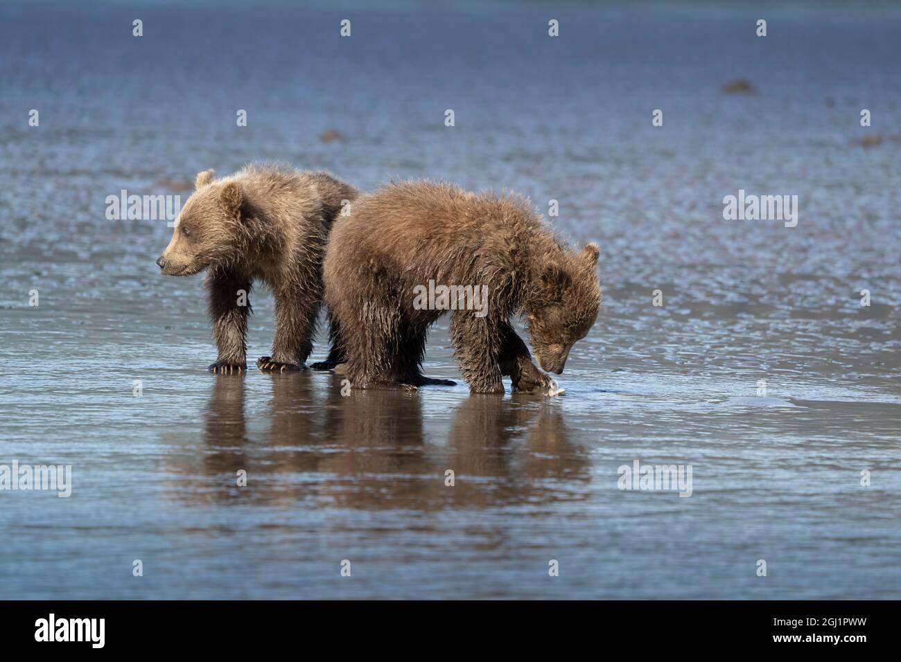 USA, Alaska, Lake Clark National Park. Grizzly bear cubs hunt for clams ...