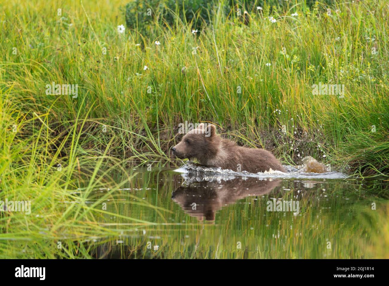 Cub in water hi-res stock photography and images - Alamy