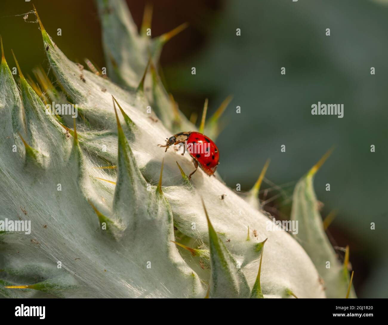 Coccinellidae is a widespread family of small beetles r commonly known ...