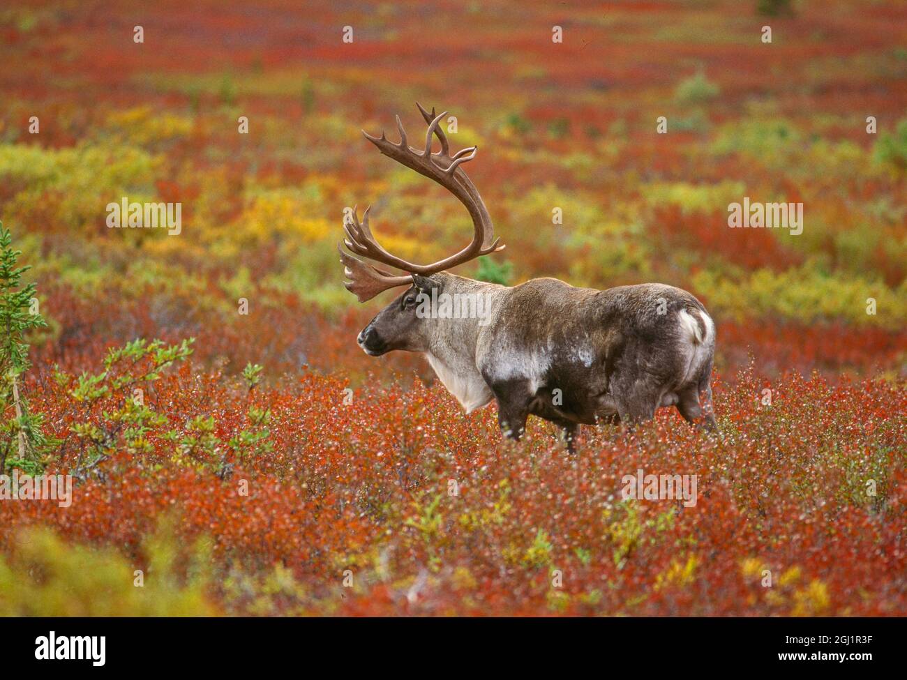 Large male caribou wandering in colorful fall tundra, Denali National ...