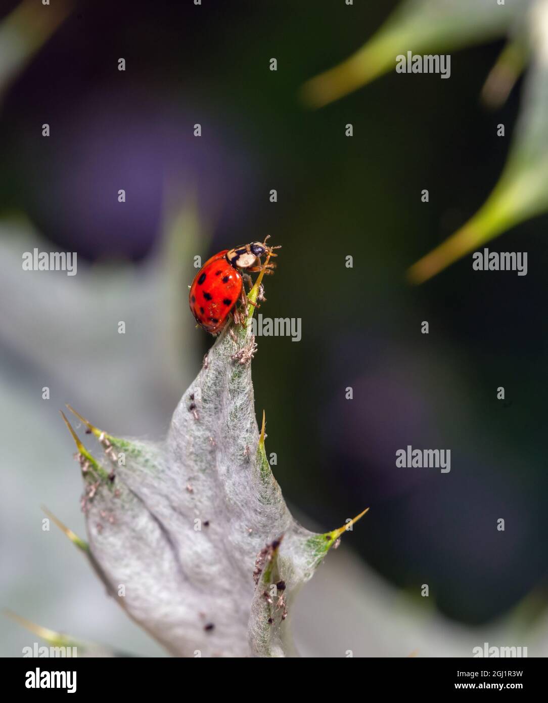 Coccinellidae is a widespread family of small beetles r commonly known ...
