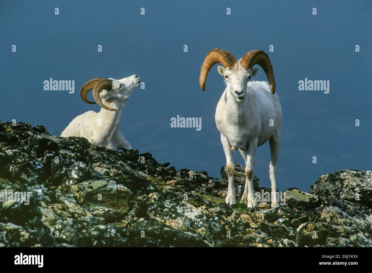 Two Dall Sheep Rams on ridge, Denali National Park, Alaska Stock Photo ...