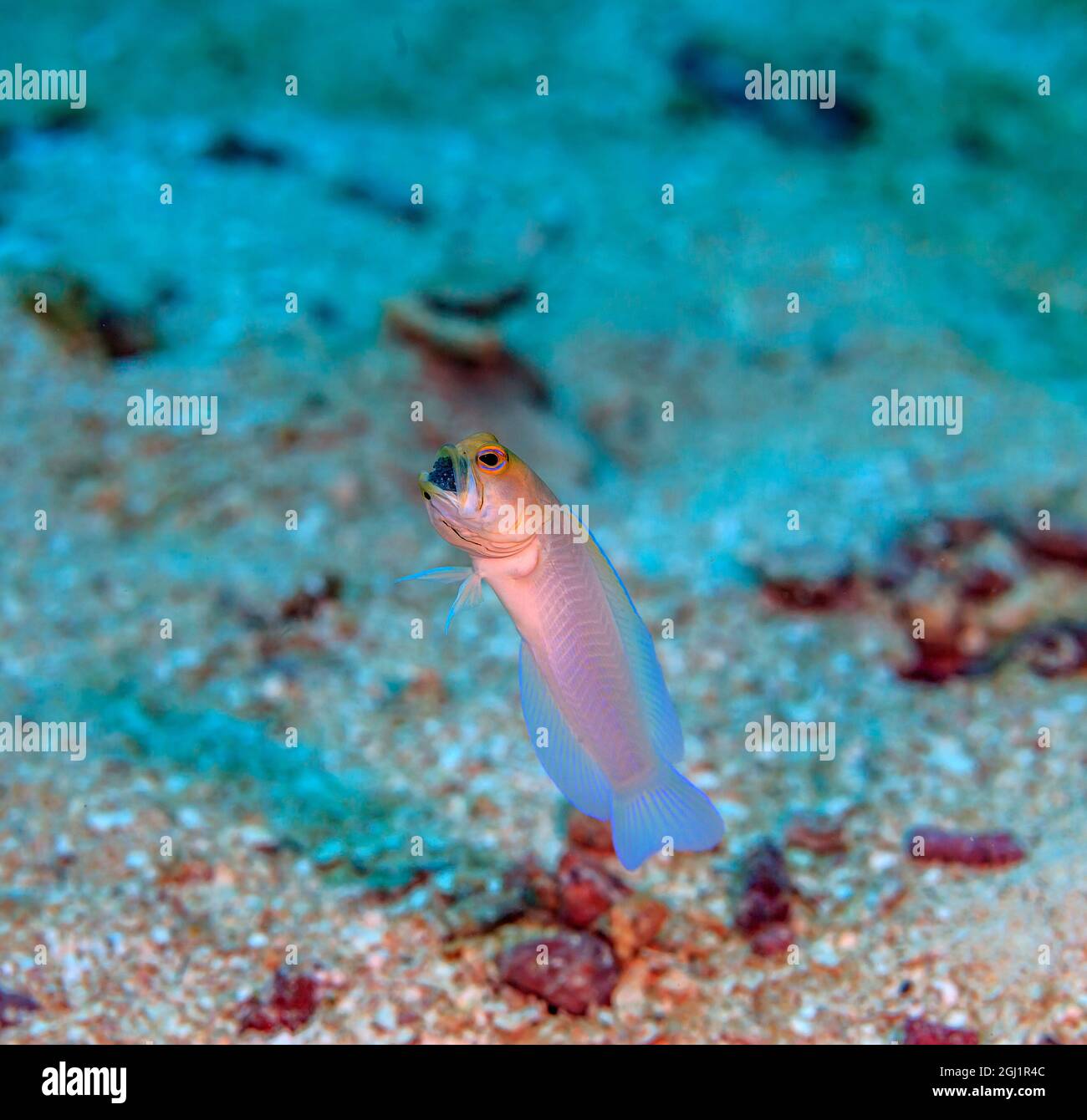 Yellowhead jawfish ,Opistognathus aurifrons is a species of jawfish ...