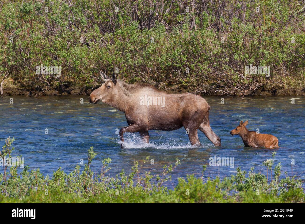 Cow moose alaskan hi-res stock photography and images - Alamy