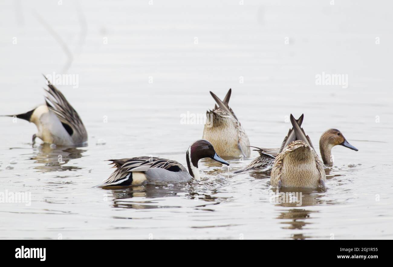 Northern pintails foraging Stock Photo - Alamy