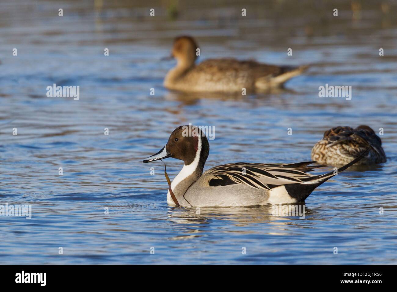 Northern pintail ducks Stock Photo - Alamy