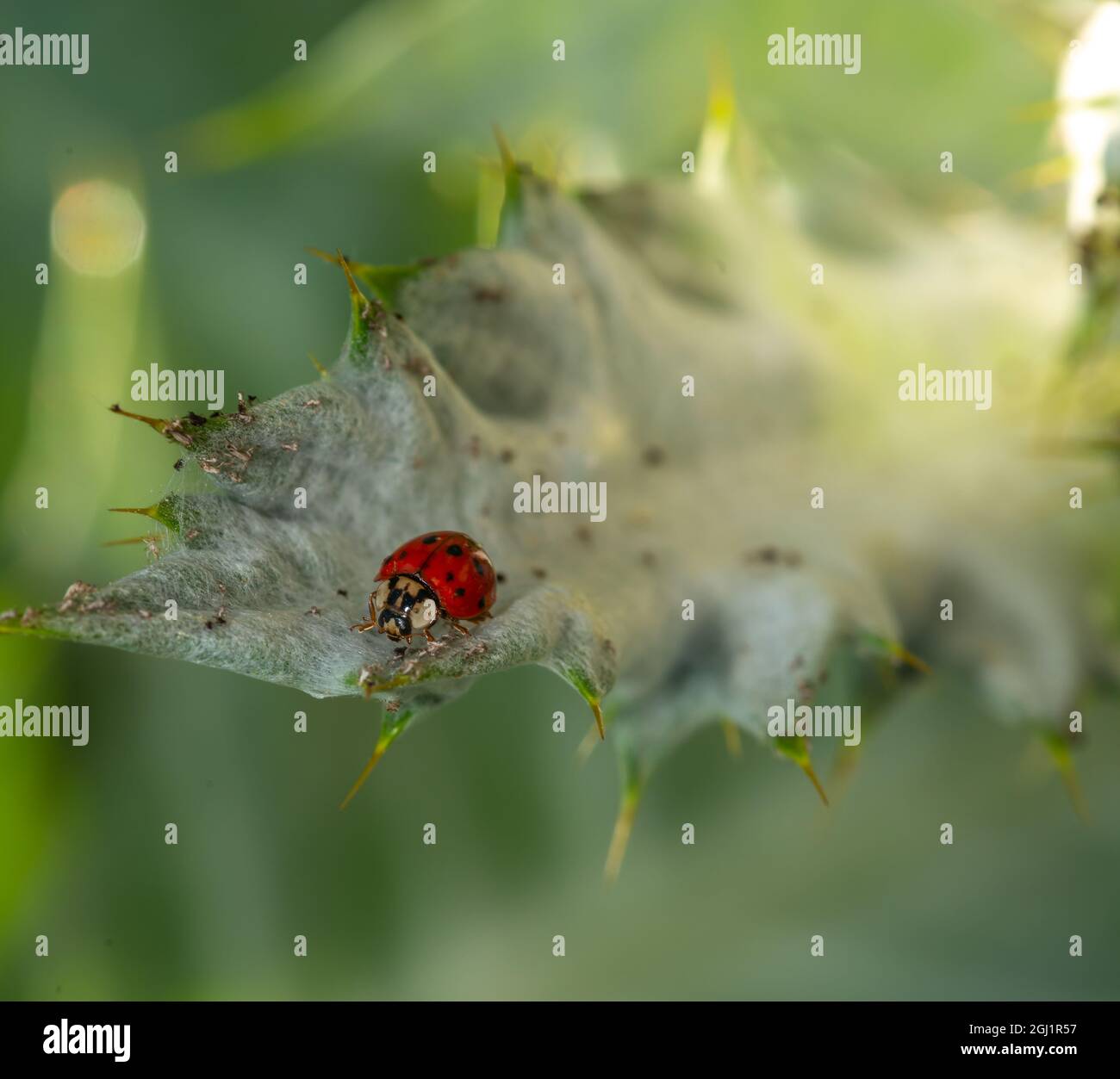 Coccinellidae is a widespread family of small beetles r commonly known ...