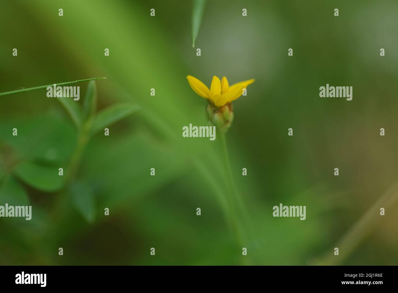 Yellow bertram hi-res stock photography and images - Alamy