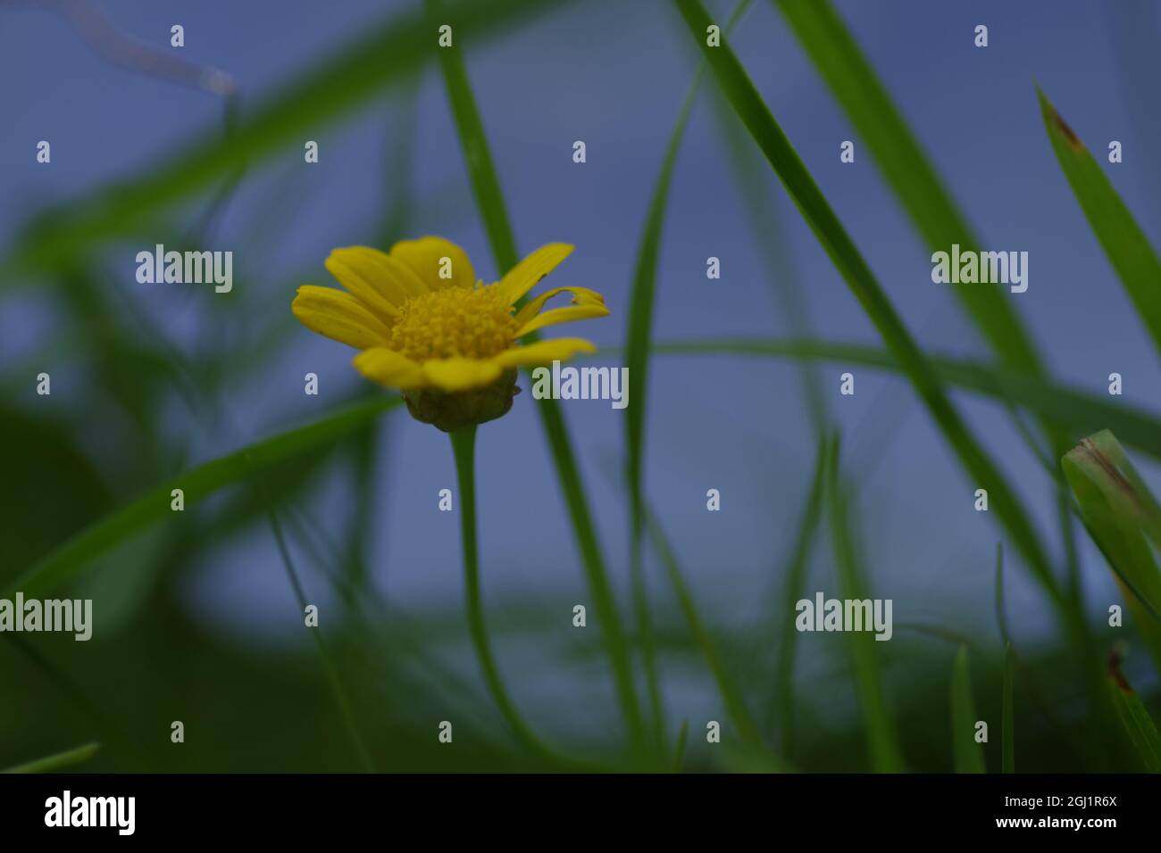 Anacyclus radiatus loisel hi-res stock photography and images - Alamy