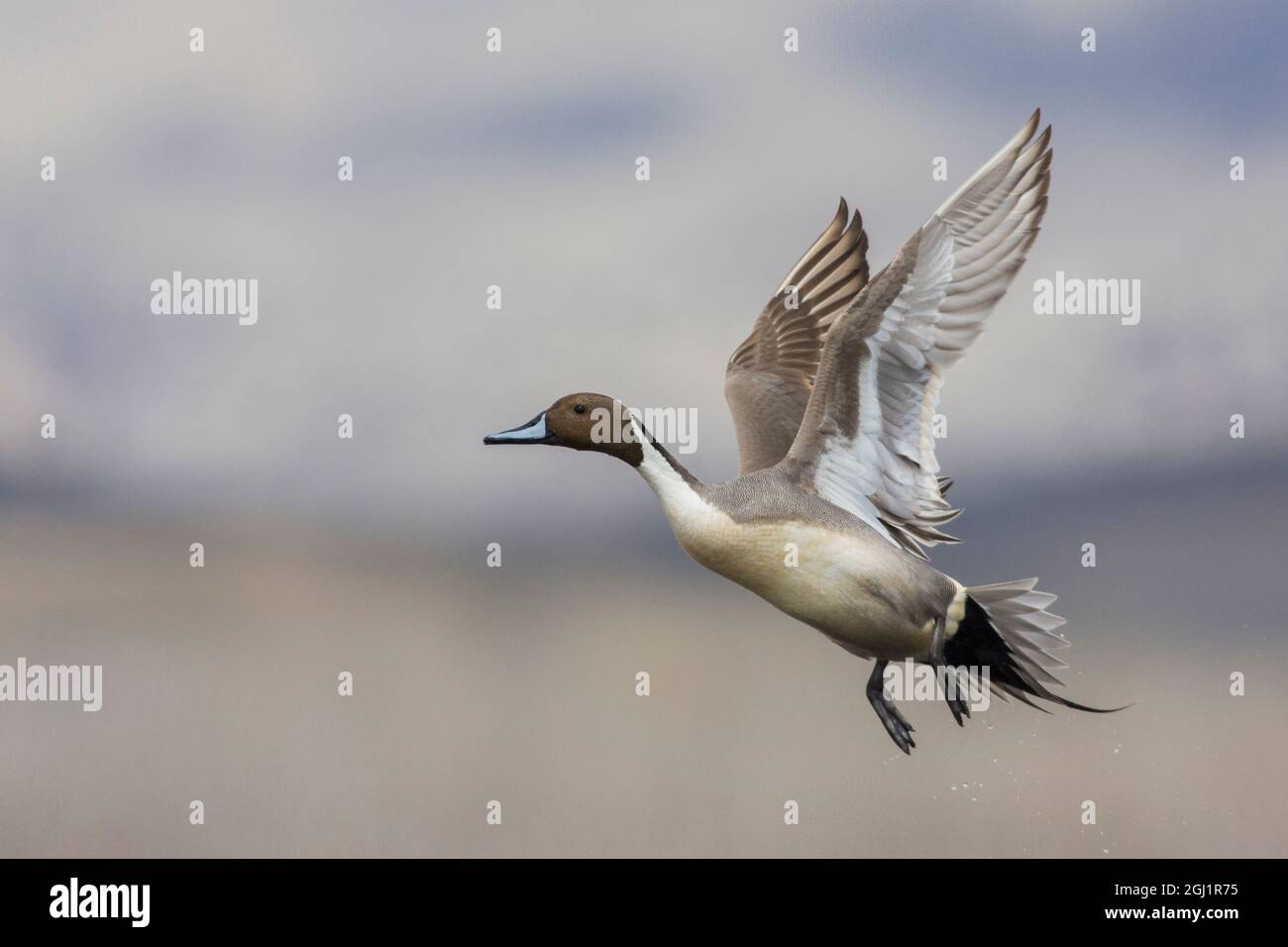 Northern pintail drake Stock Photo - Alamy