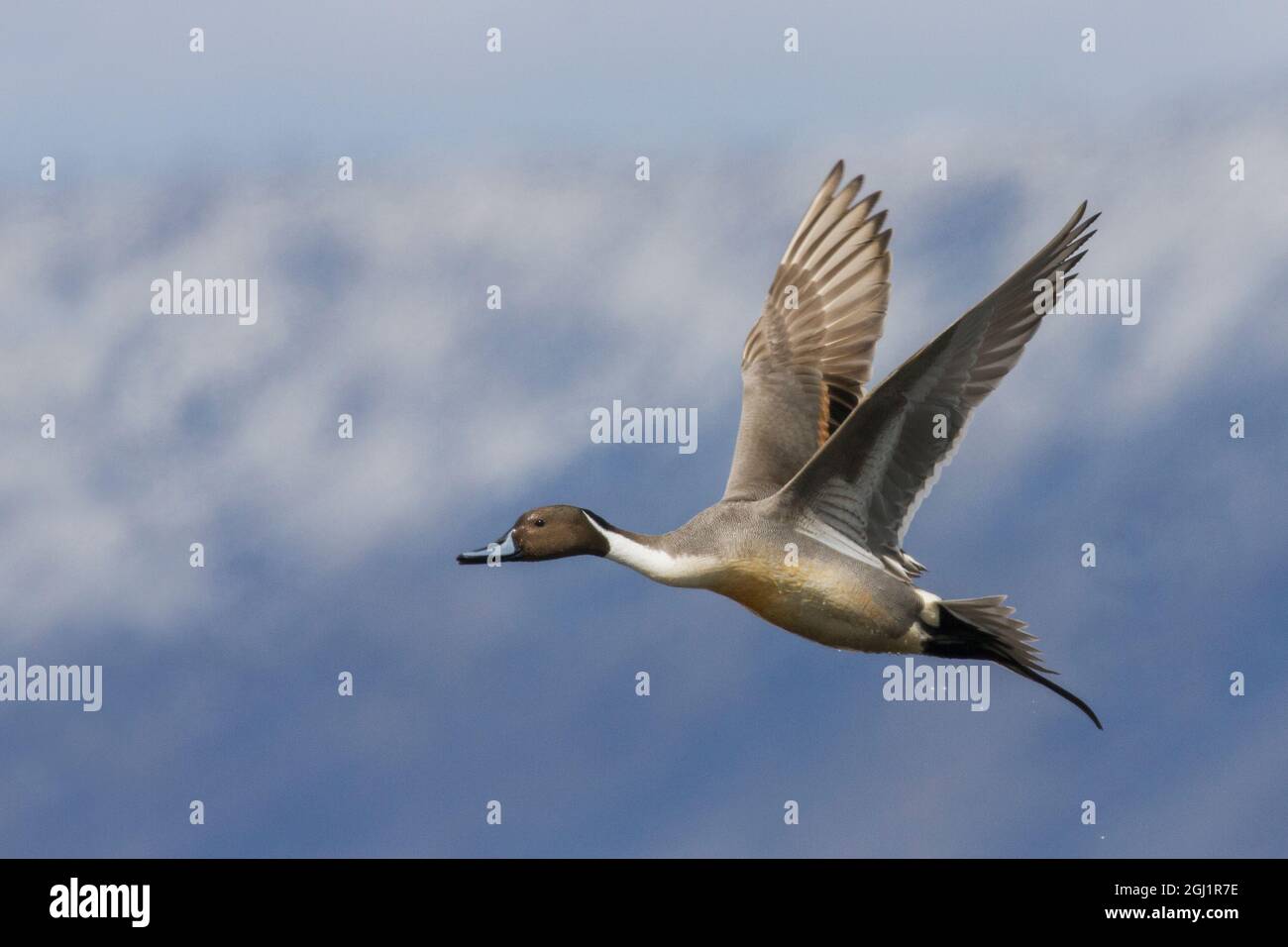 Northern pintail drake Stock Photo - Alamy