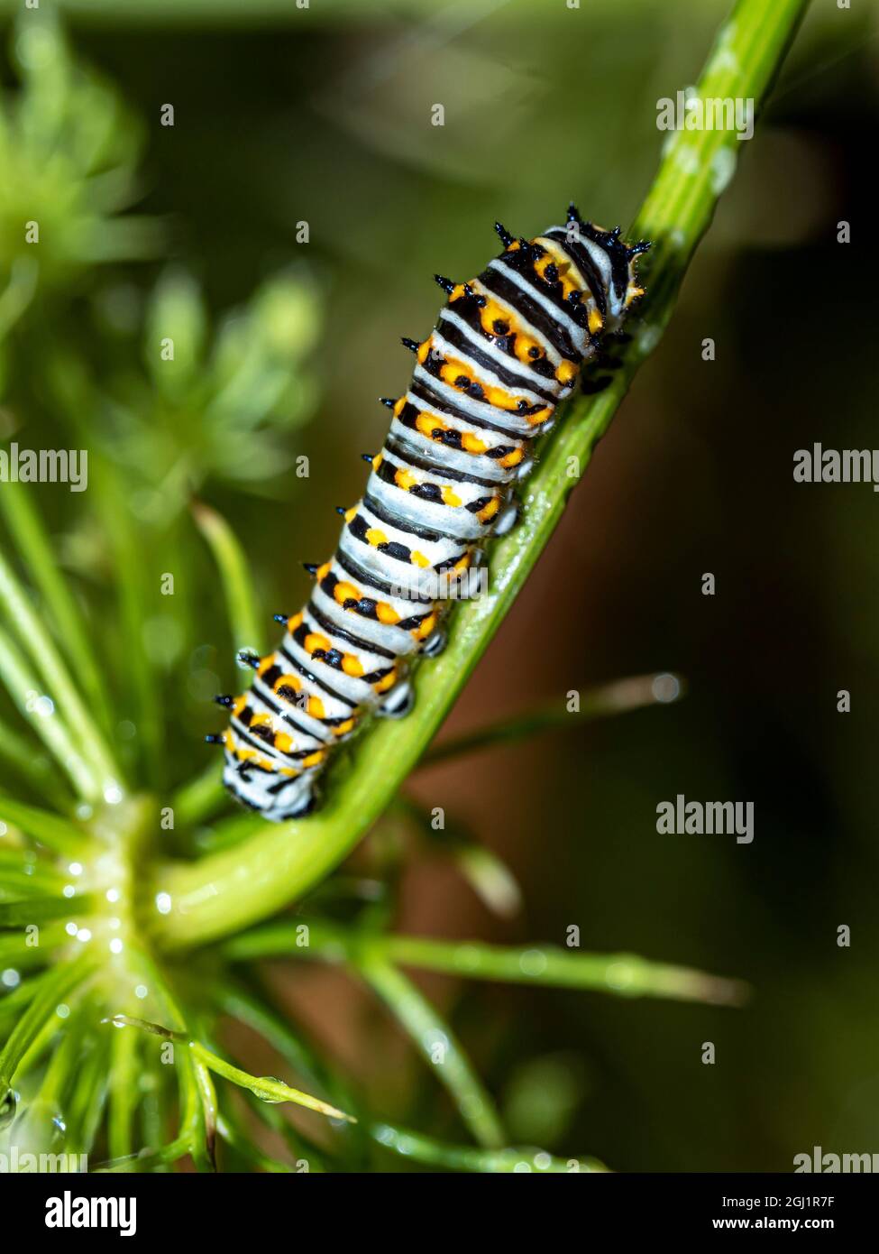 Members of the order lepidoptera hi-res stock photography and images ...