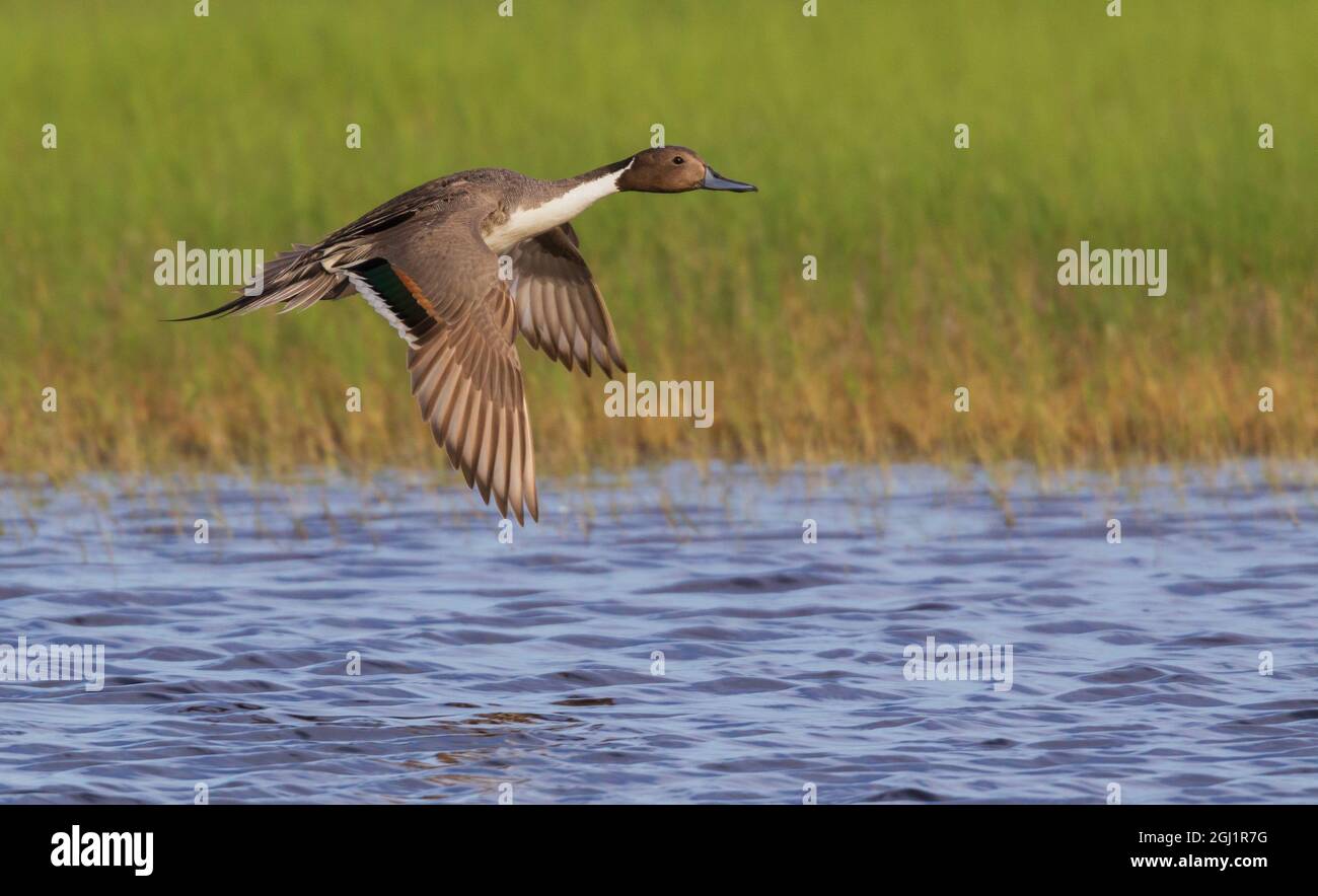 Northern pintail drake Stock Photo - Alamy