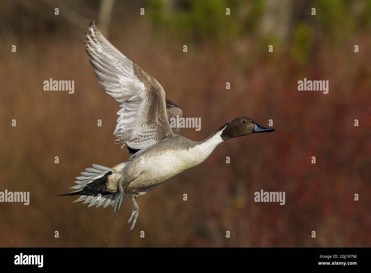 Northern pintail drake Stock Photo - Alamy