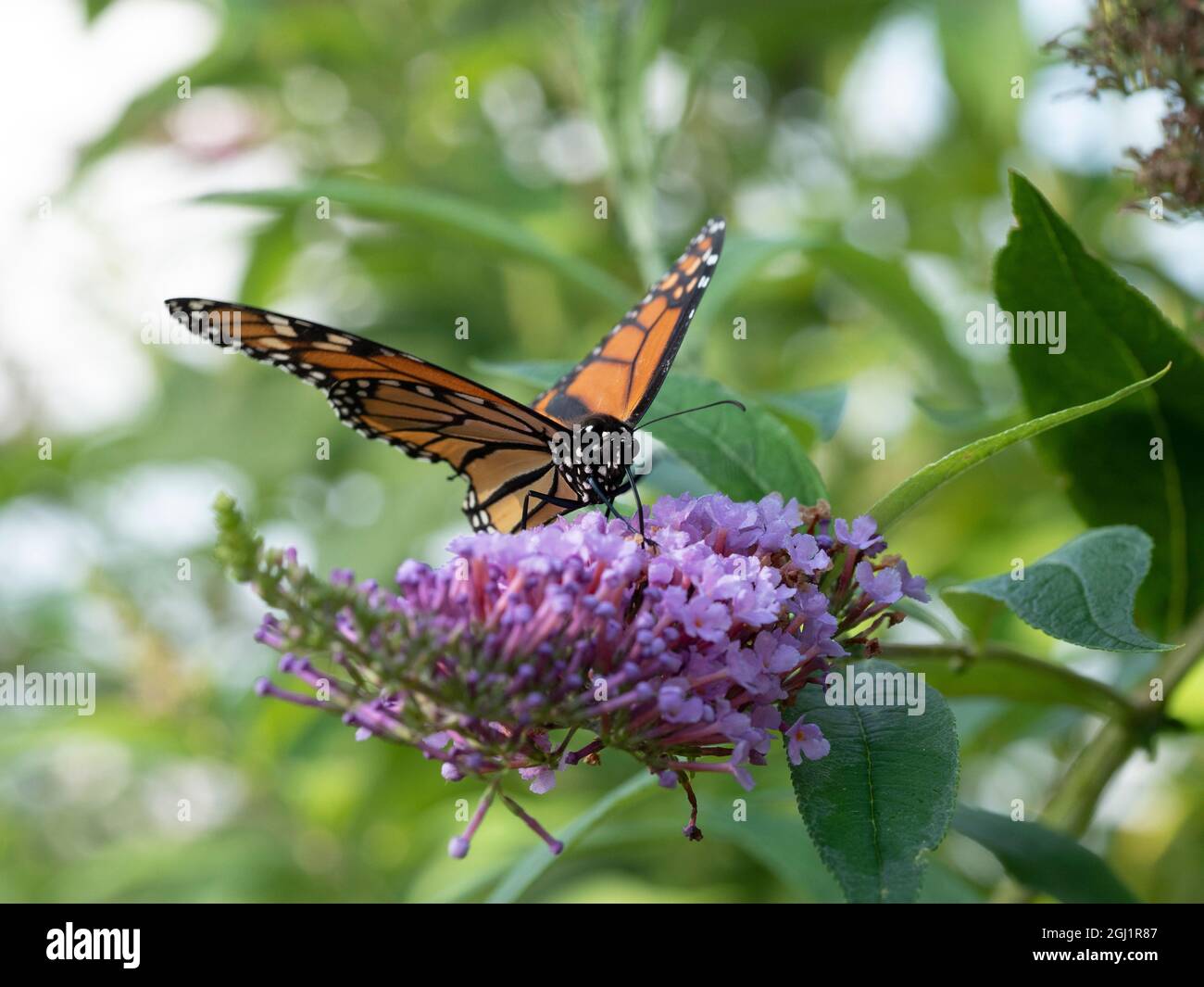 monarch butterfly,Danaus plexippus) is a milkweed butterfly in the ...