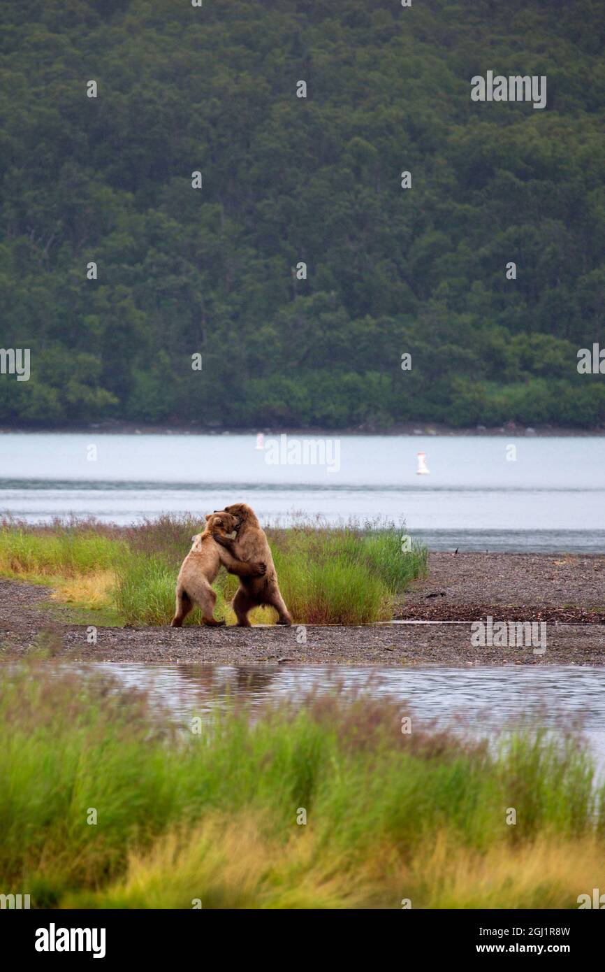 USA, Alaska, Katmai. Adolescent grizzly bears sparring by river Stock ...