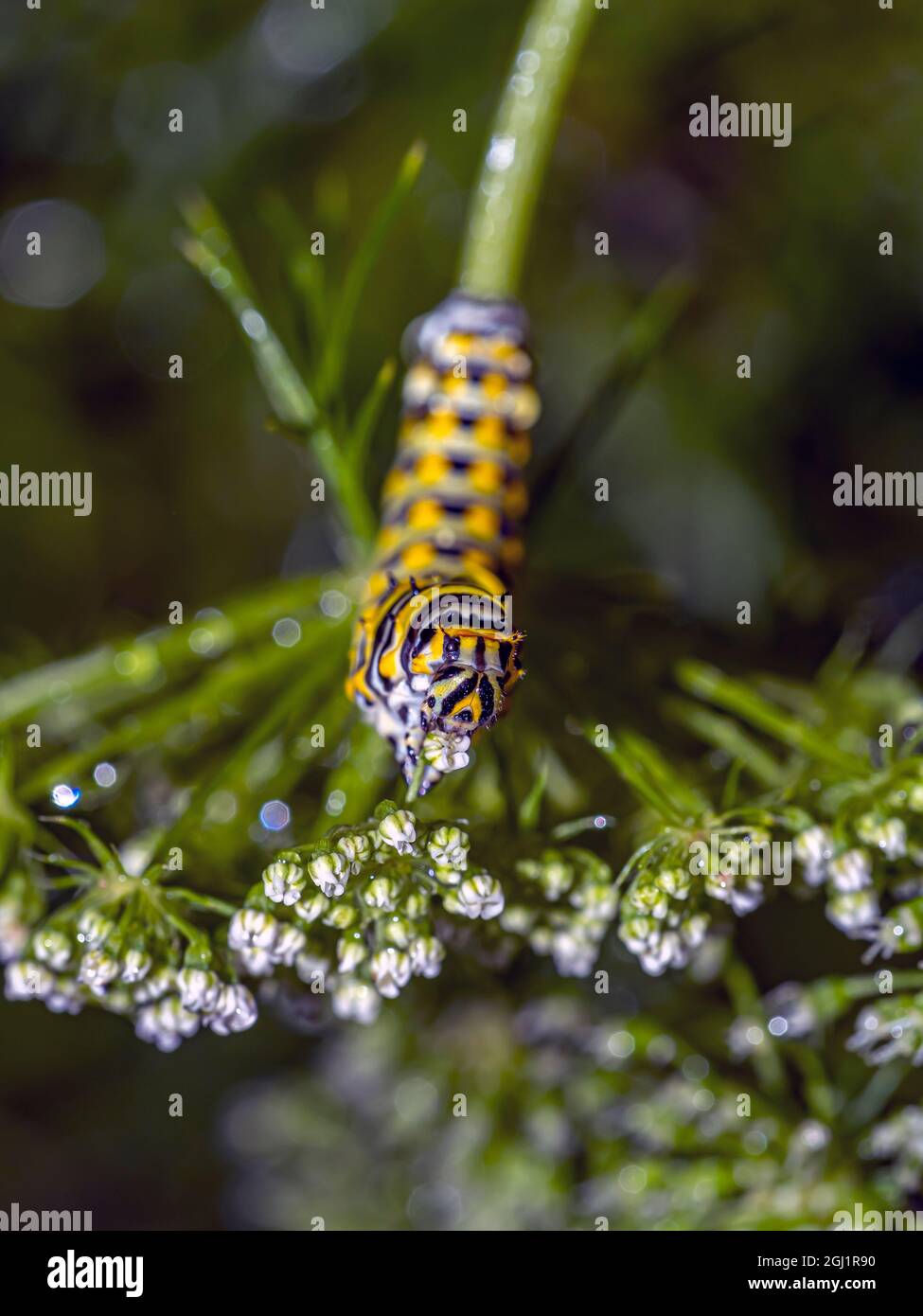 Members of the order lepidoptera hi-res stock photography and images ...