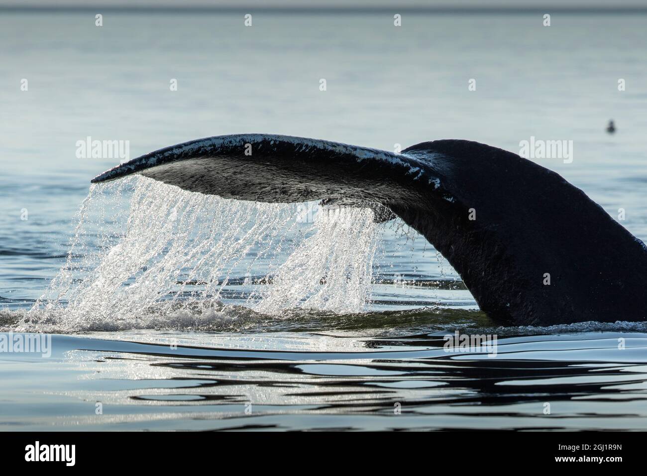 USA, Alaska, Water streams from tail of Humpback Whale (Megaptera ...