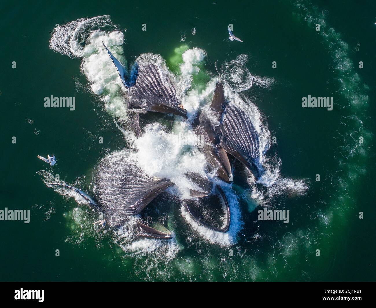 USA, Alaska, Aerial view of Humpback Whales (Megaptera novaeangliae ...