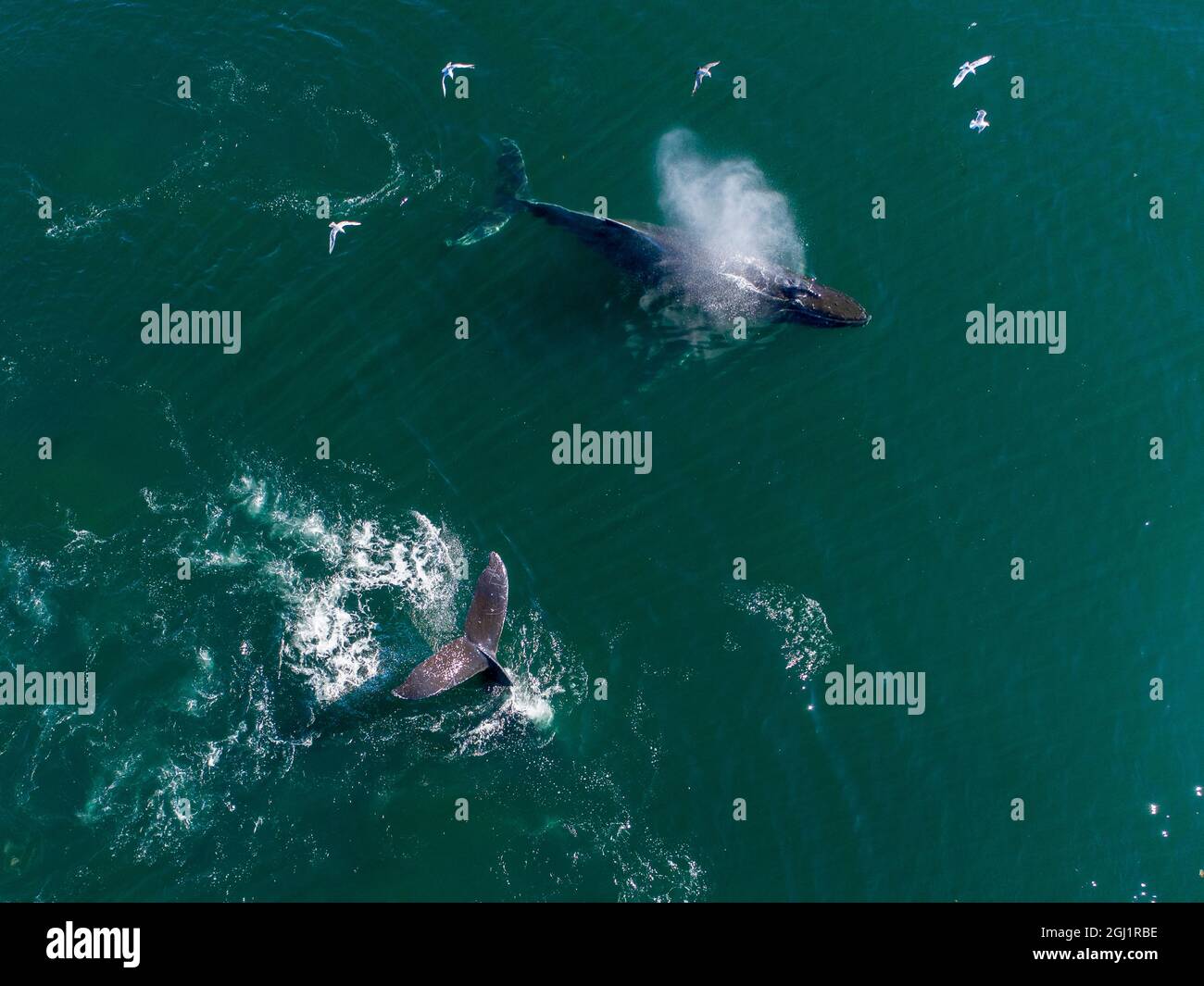 USA, Alaska, Aerial view of Humpback Whales (Megaptera novaeangliae ...