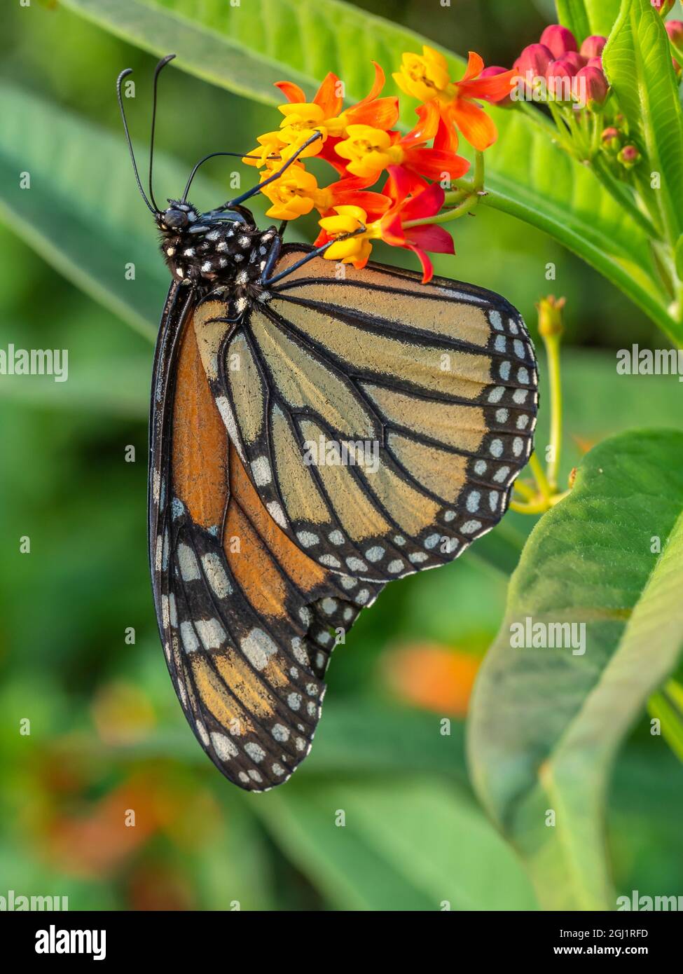 monarch butterfly,Danaus plexippus) is a milkweed butterfly in the ...