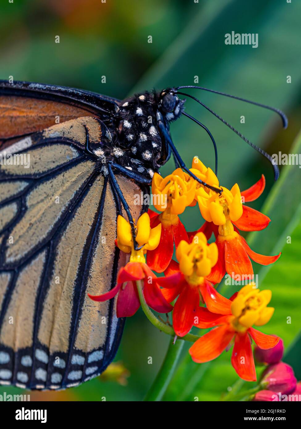 monarch butterfly,Danaus plexippus) is a milkweed butterfly in the ...