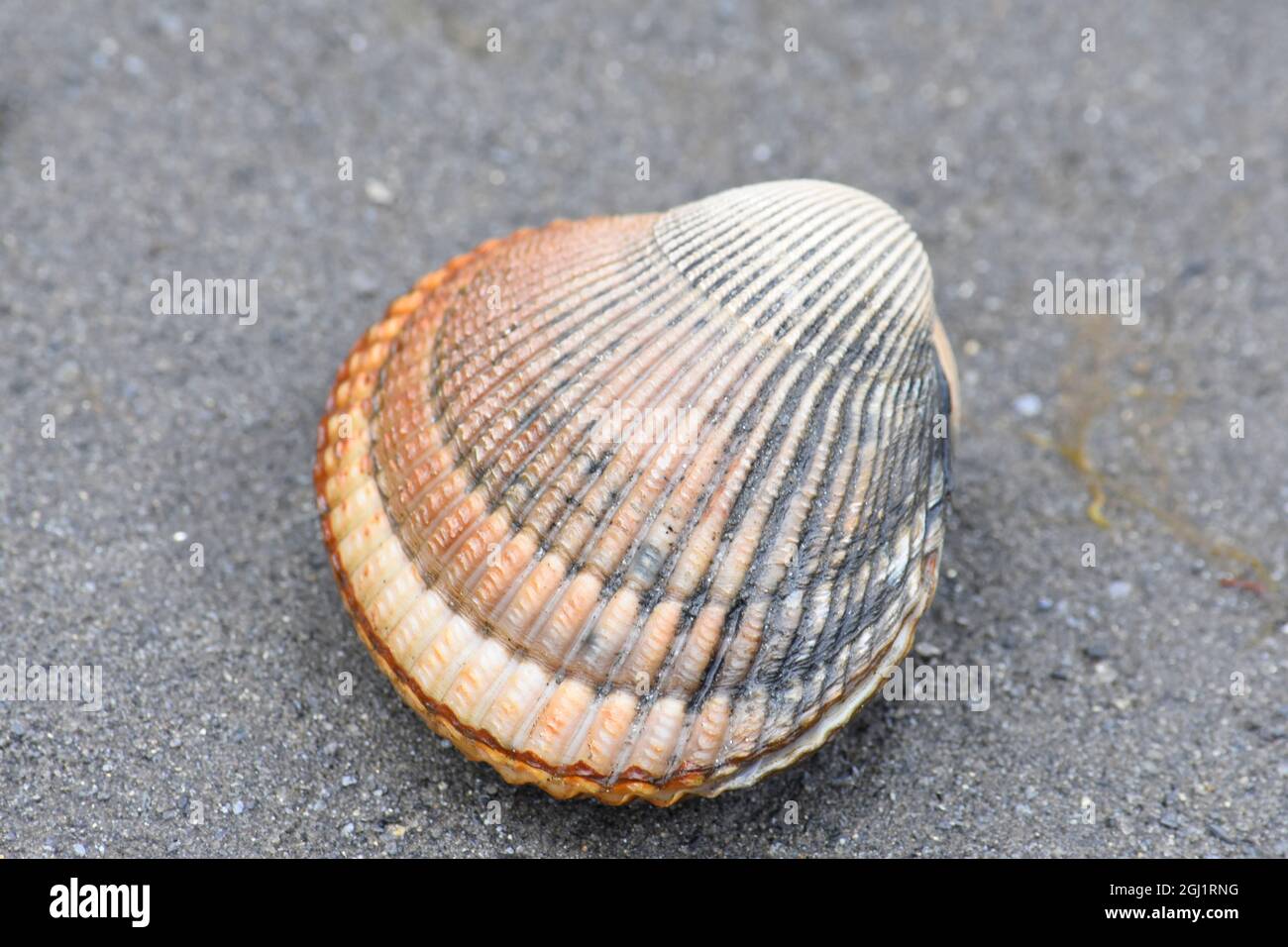Alaska, Ketchikan, cockle shell on beach Stock Photo - Alamy