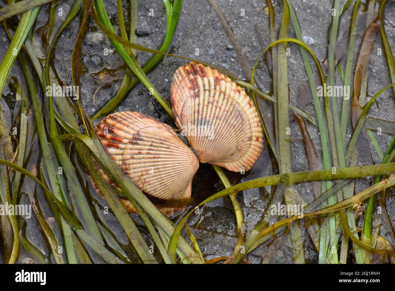 Alaska, Ketchikan, cockle shell on beach Stock Photo - Alamy