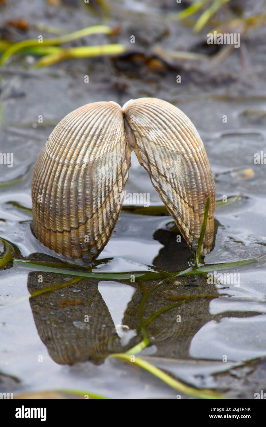 Alaska, Ketchikan, cockle shell on beach Stock Photo - Alamy