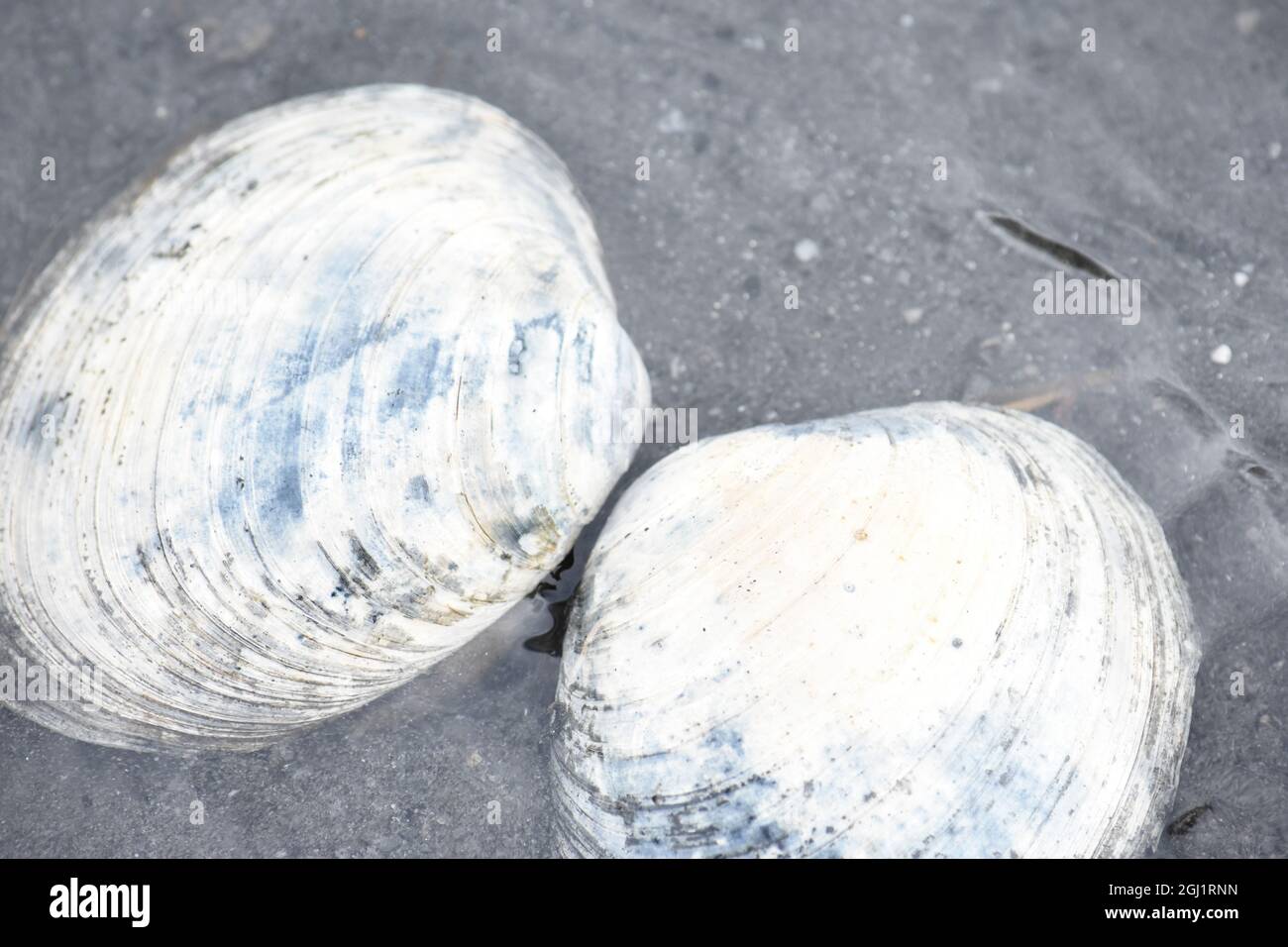 Alaska, Ketchikan, clam shells on beach Stock Photo - Alamy