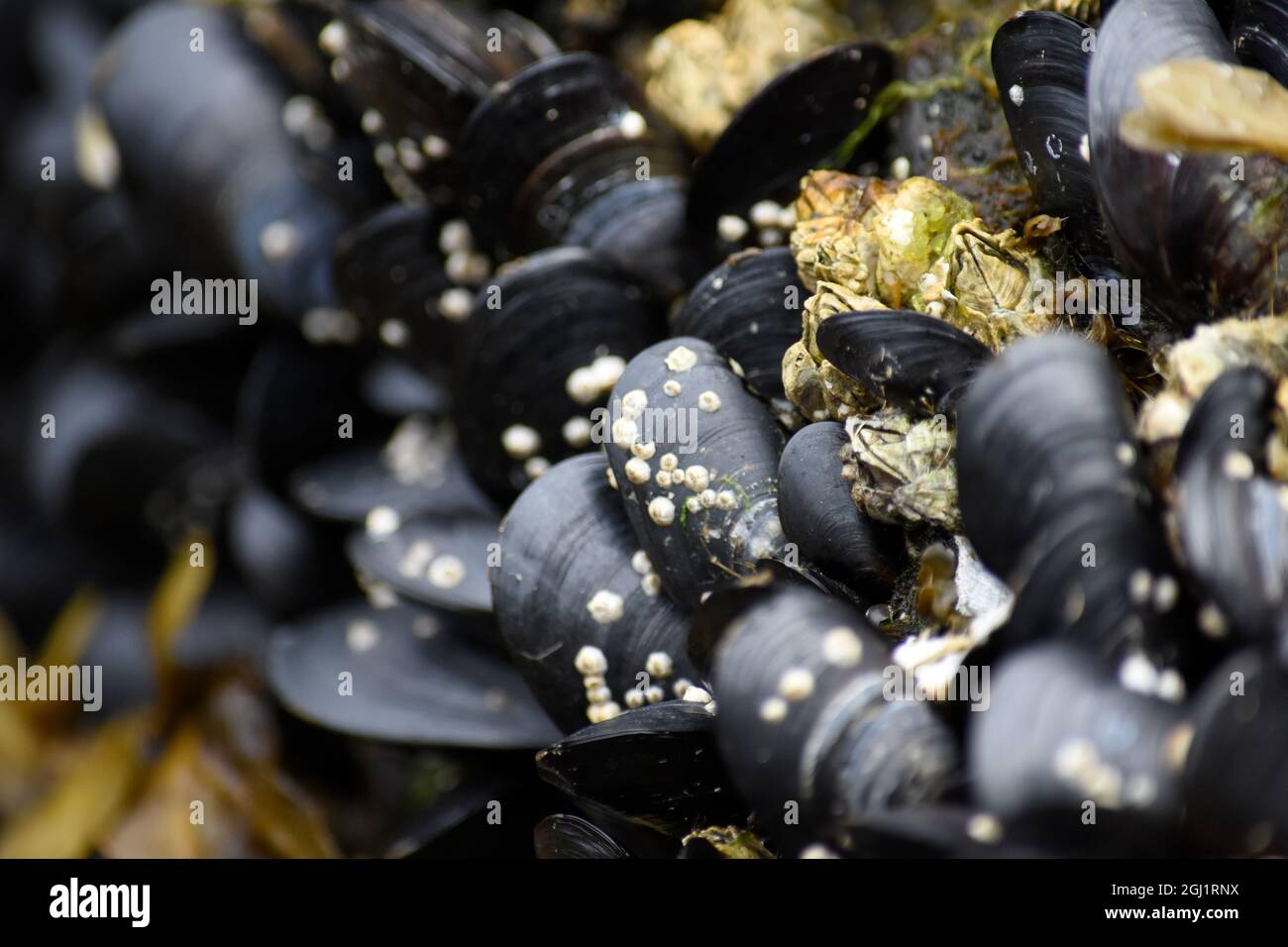 Mussels on beach hi-res stock photography and images - Alamy