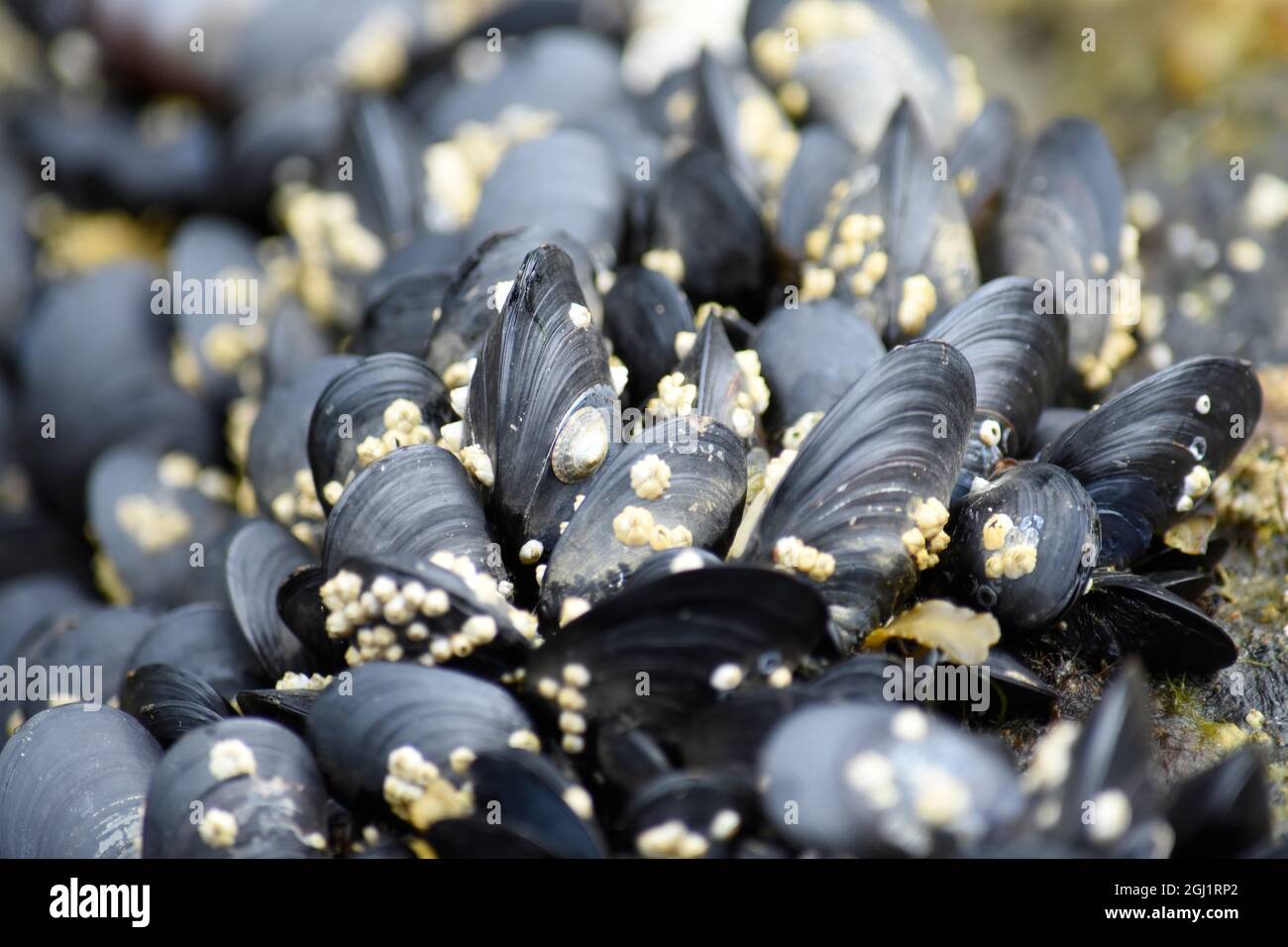 Alaska, Ketchikan, mussels on beach with barnacles Stock Photo - Alamy