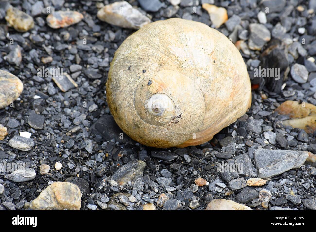 Alaska, Ketchikan, moon snail shell on beach Stock Photo - Alamy