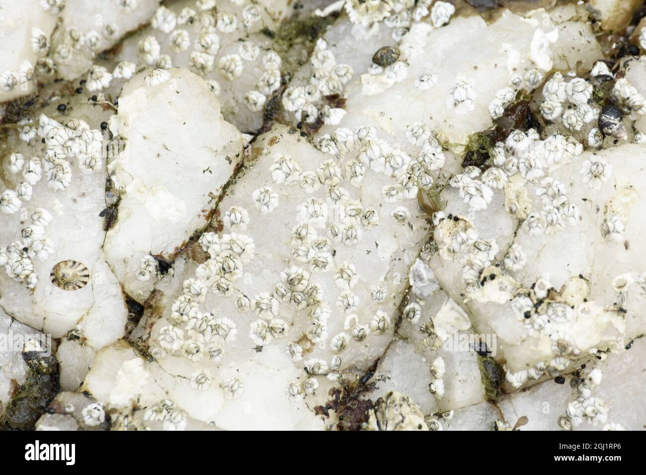Alaska, Ketchikan, barnacles on quartz rock Stock Photo - Alamy