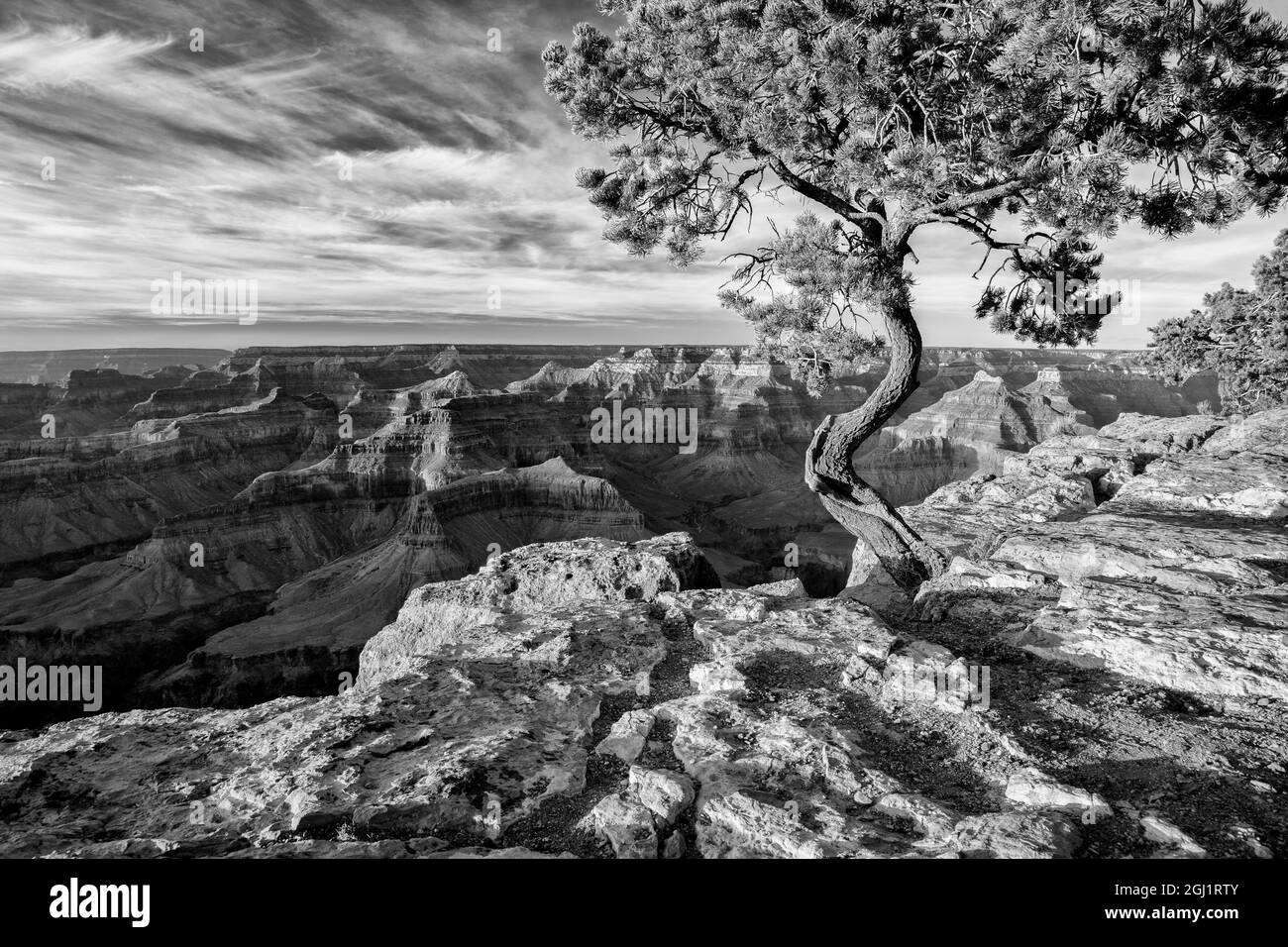 USA, Arizona, Grand Canyon National Park, Pinyon Pine grows cliffside ...