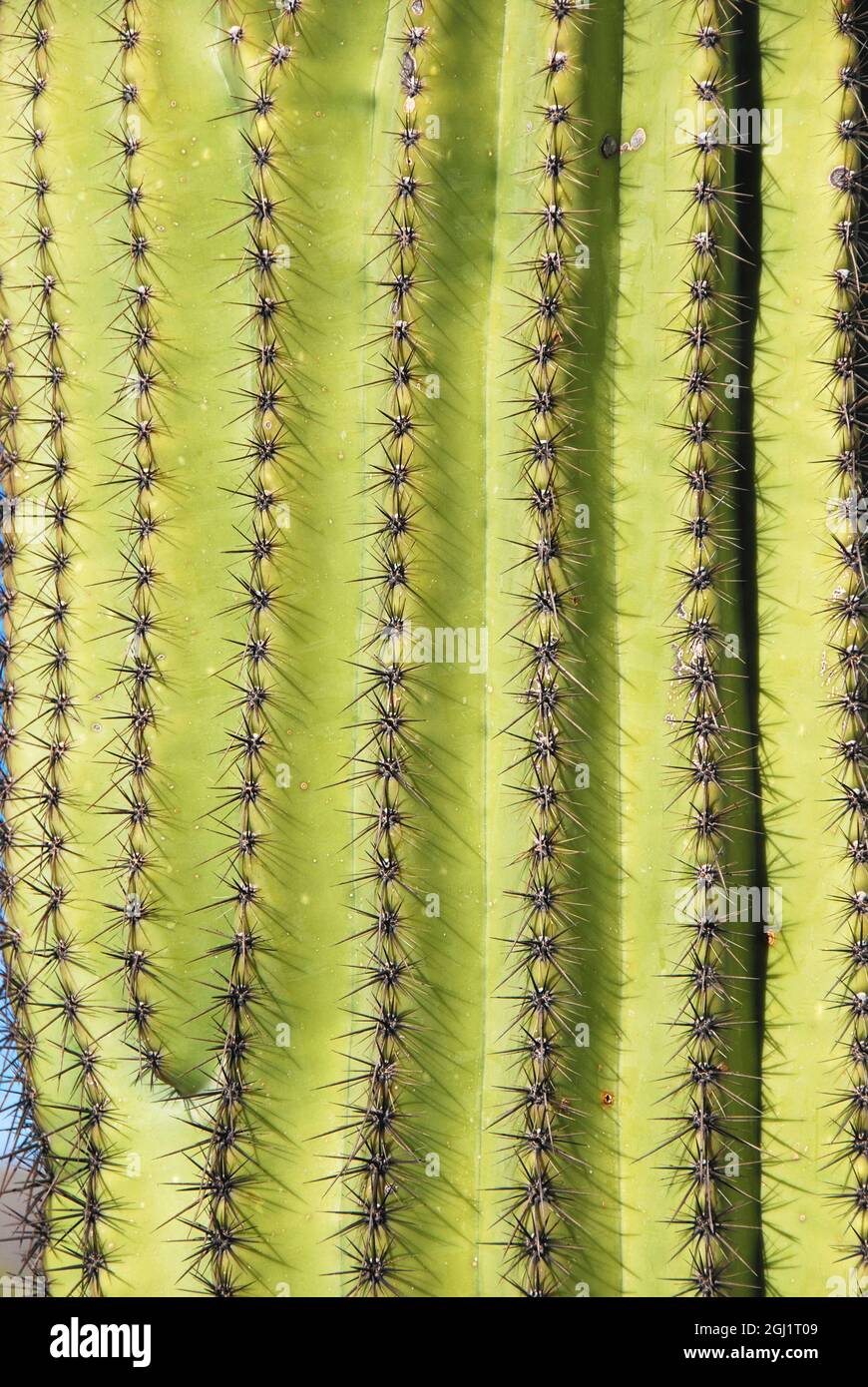 Arizona desert plants Stock Photo - Alamy