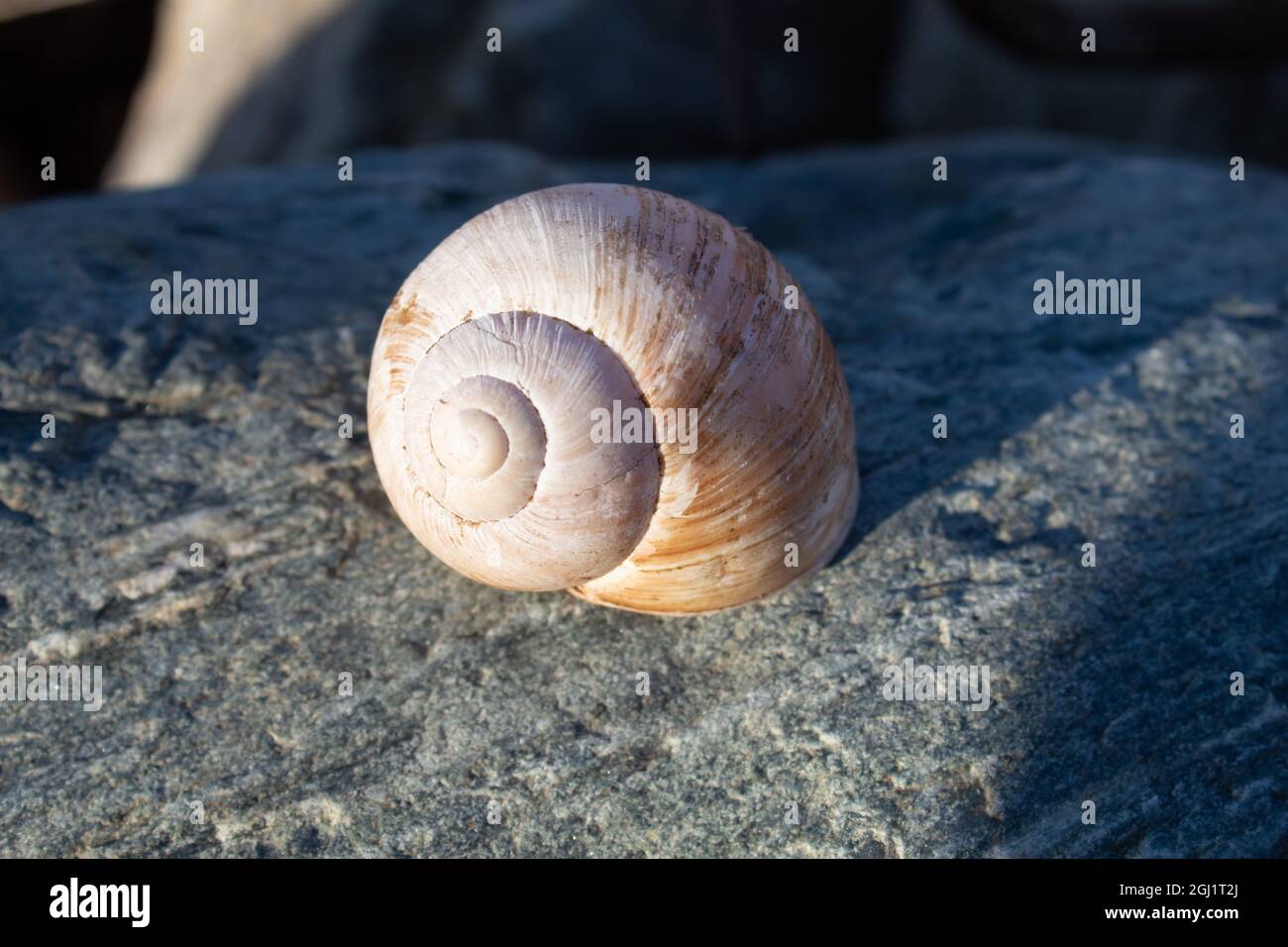 Empty Snail Shell High Resolution Stock Photography and Images - Alamy