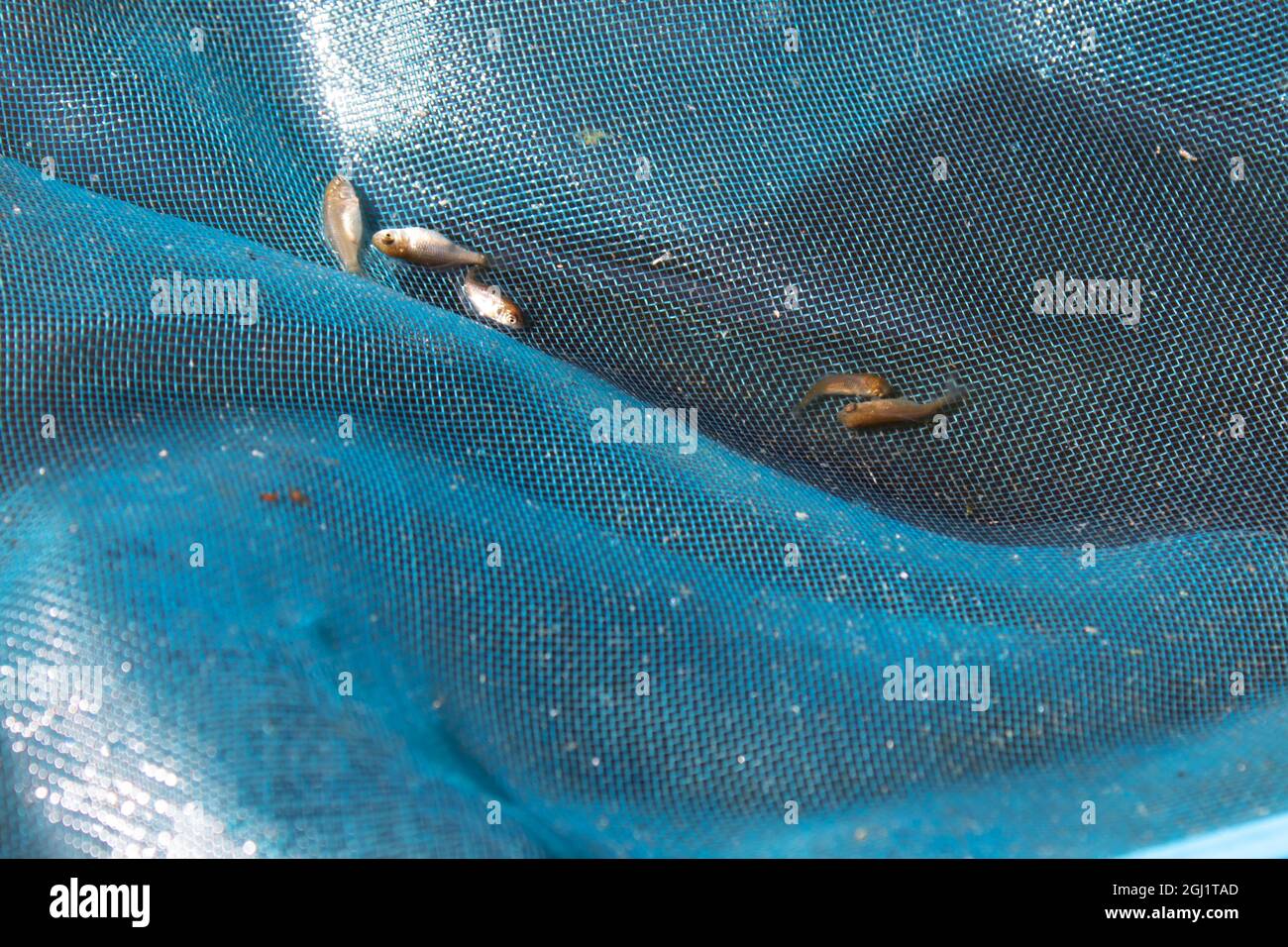 Catch a fish with net from aquarium hi-res stock photography and images ...