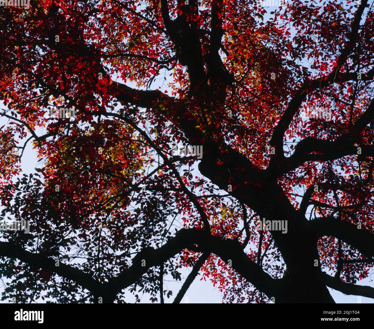 Black gum tree hi-res stock photography and images - Alamy