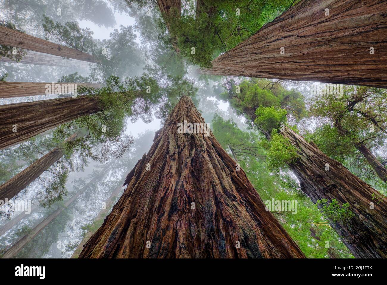 Low angle view up the full length of redwood trees, Stout Memorial ...