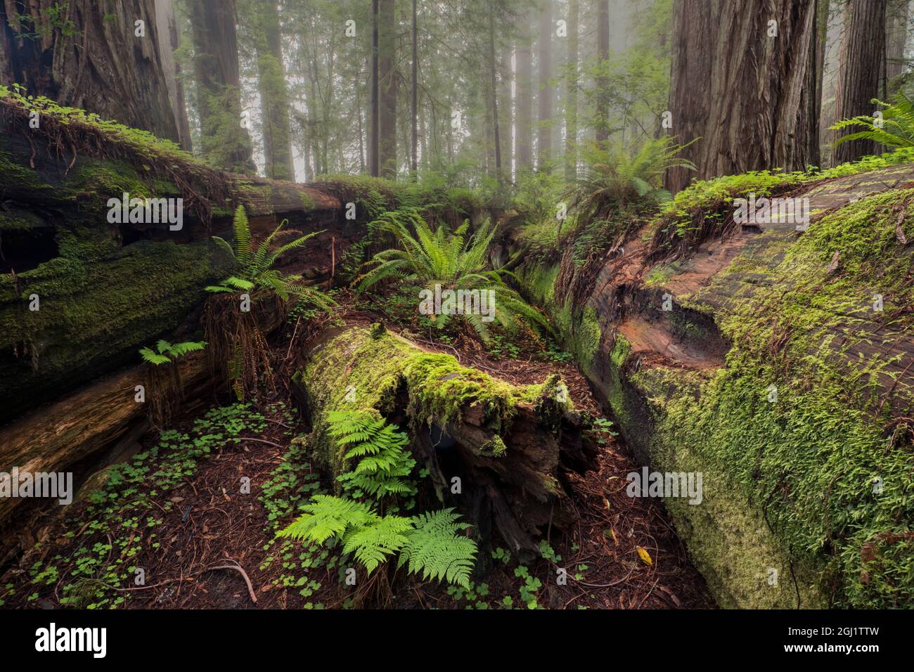Wood sorrel fallen tree hi-res stock photography and images - Alamy