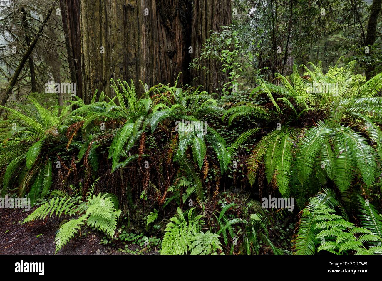 Ferns growing on forest floor hi-res stock photography and images - Alamy