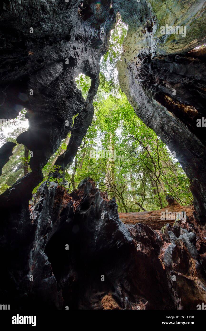 Interior view of redwood tree struck by lightning and burned, Del Norte ...