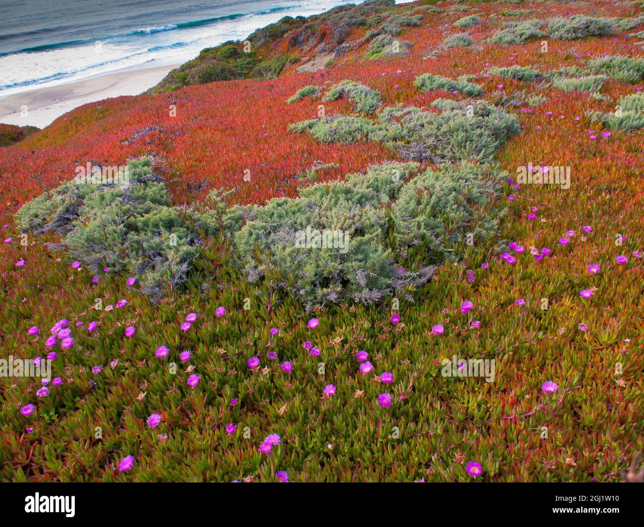 Coastal Wildflowers, Big Sur Area, California, USA Stock Photo - Alamy