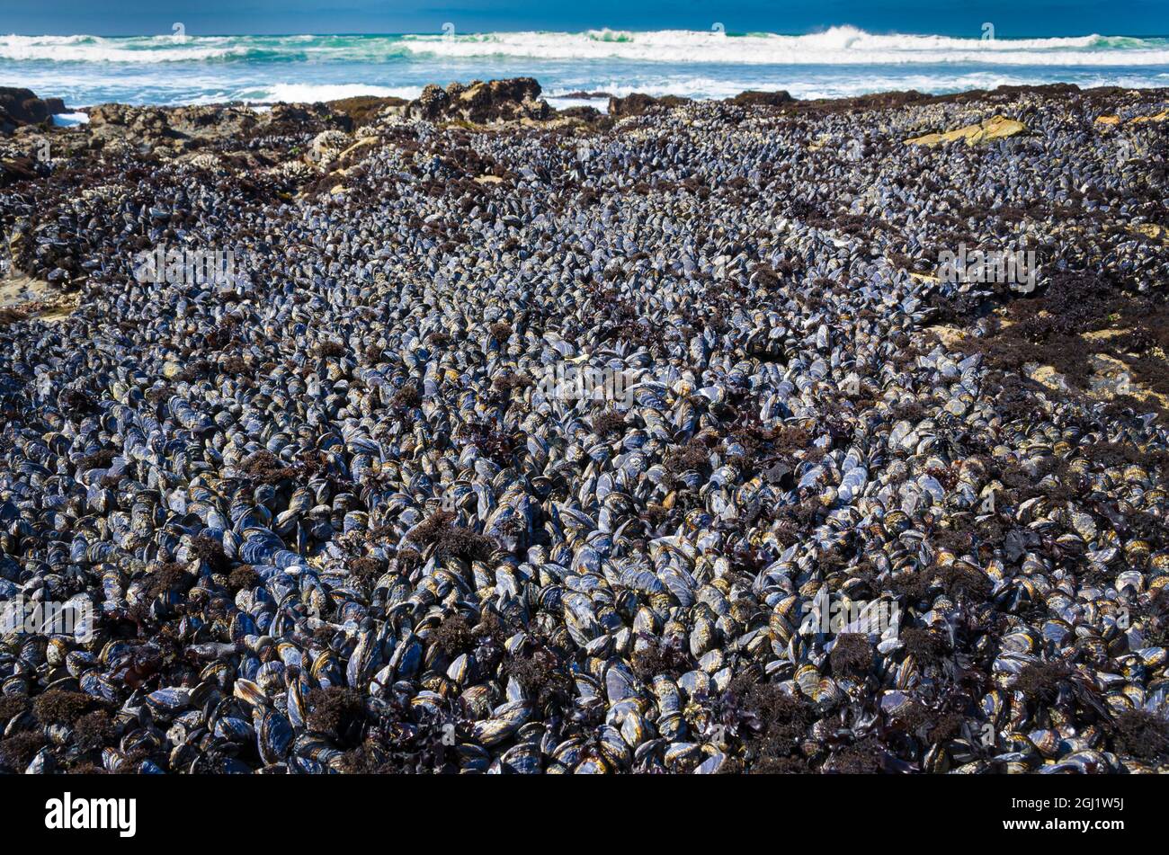 Mussel Colonies in Fitzgerald Marine Reserve, California, USA Stock ...